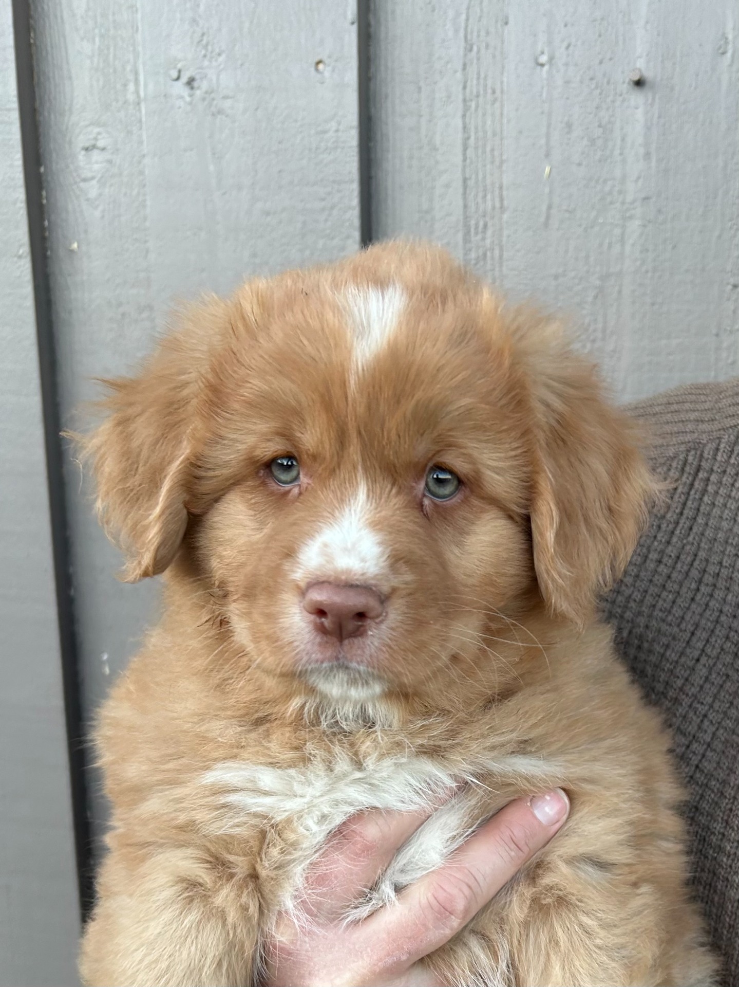 3rd litter - The Charming ones :: Rockferry-kennel